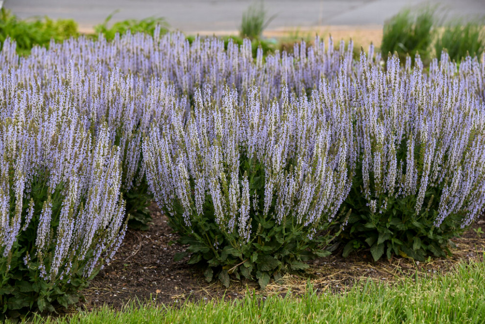 Salvia That are Evergreen Zone 9b