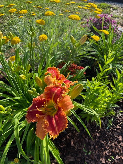 First Bloom Opens as a Duo | Houzz Forum