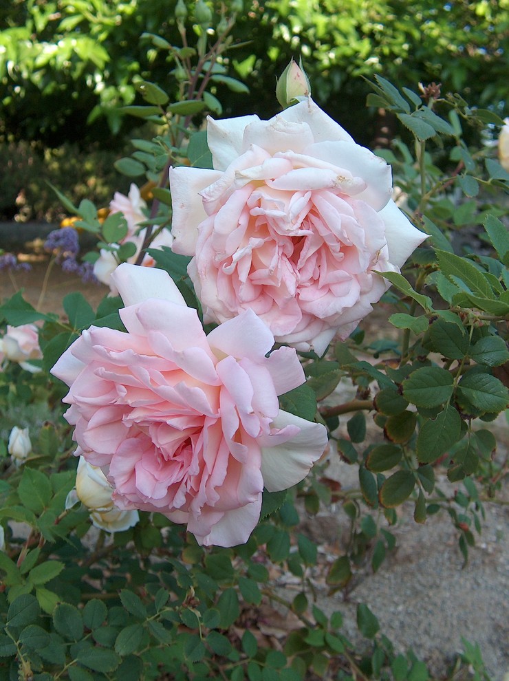 What are your favorite (not so common) Austin roses?