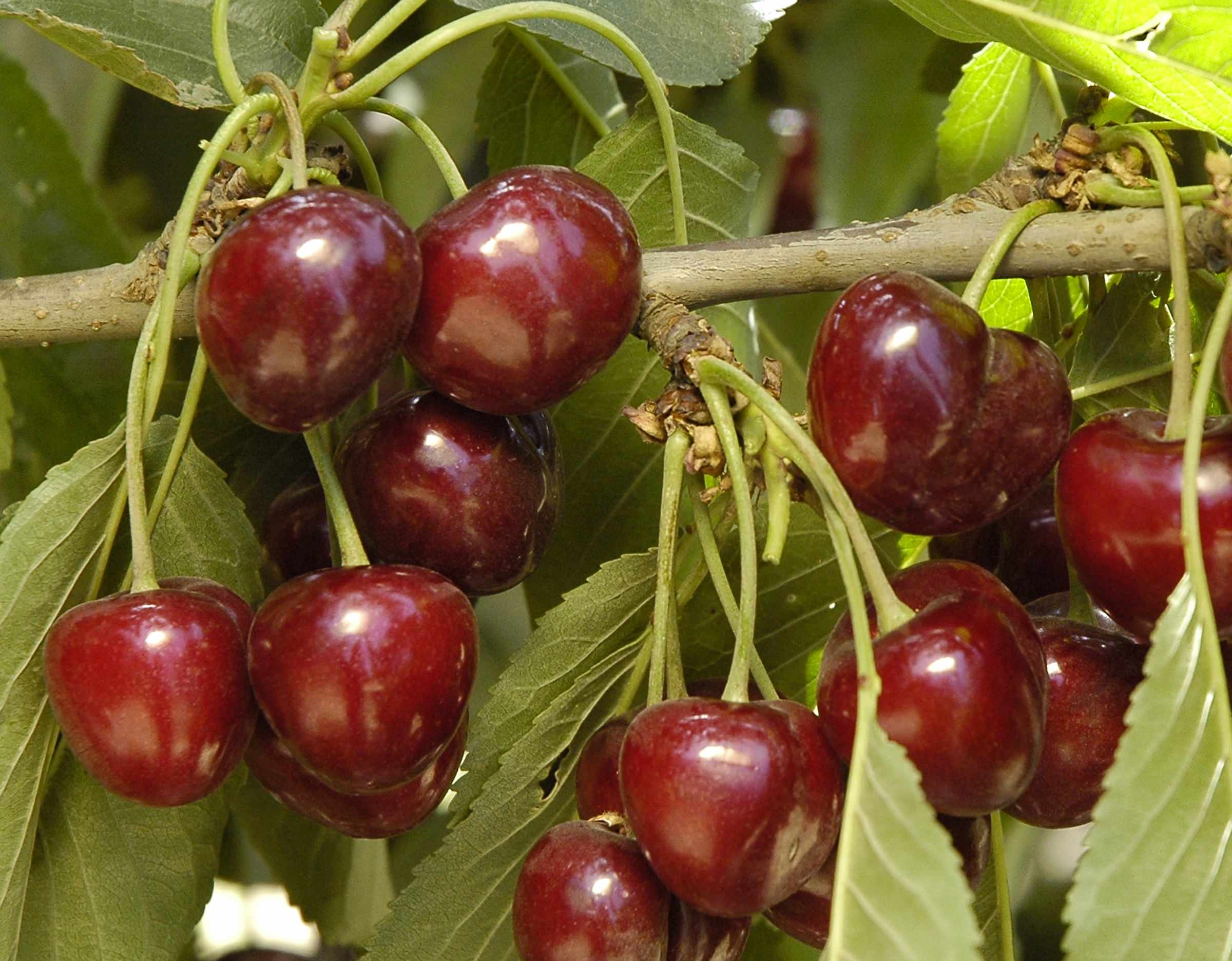 How to Grow 10 Favorite Fruit Trees at Home
