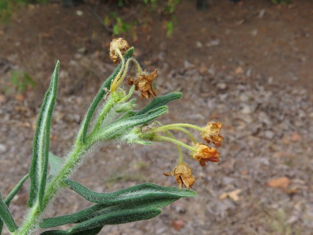 Very hairy plant with digitate flowers