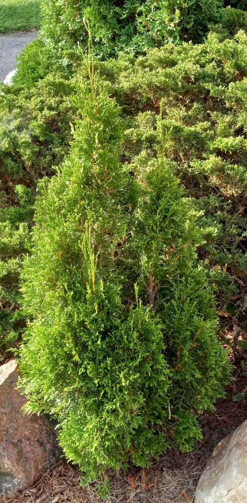 Thuja occidentalis 'DeGroot's Spire'