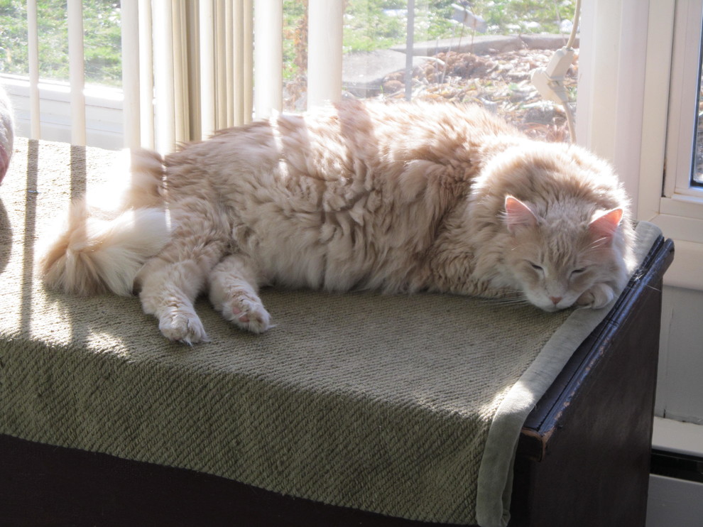 Cat not well, tests all OK - any ideas?