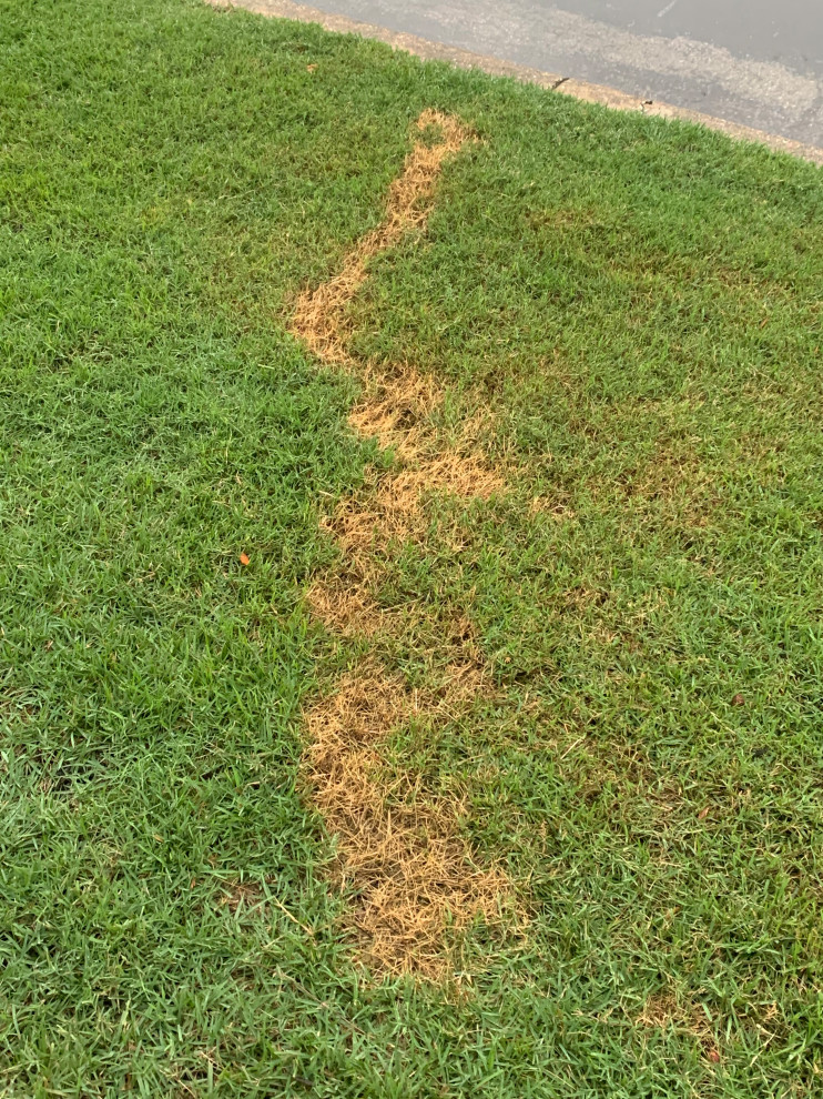 Weed spill on lawn