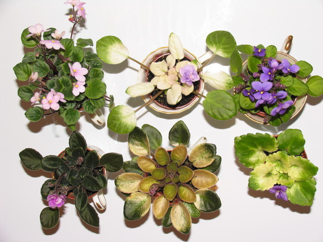 African Violet Rob's Humpty Doo Inch — Butterflies And, 43% OFF