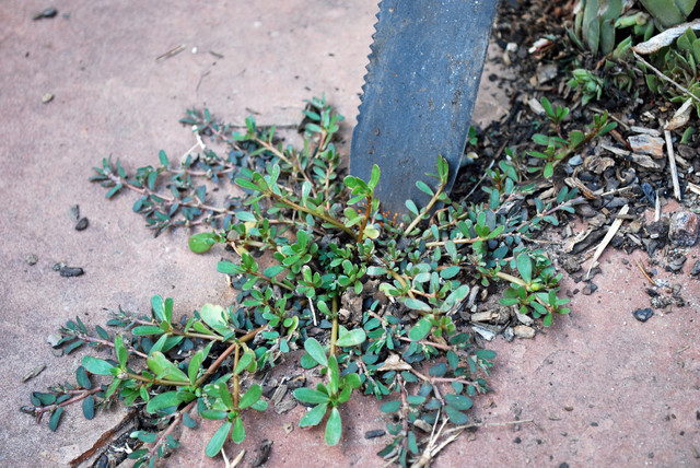 5 Ways to Naturally Win the Weed War