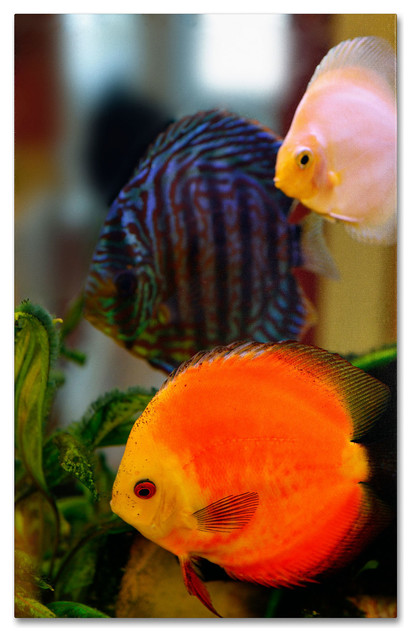 'Multicolored Discus' Canvas Art by Kurt Shaffer, 22" x 32 ...