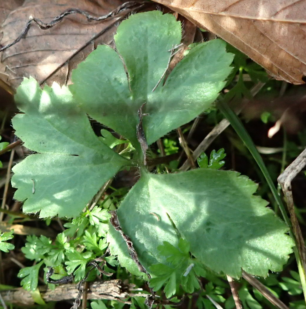 Triple-Lobed Triplet Leaves? | Houzz Forum