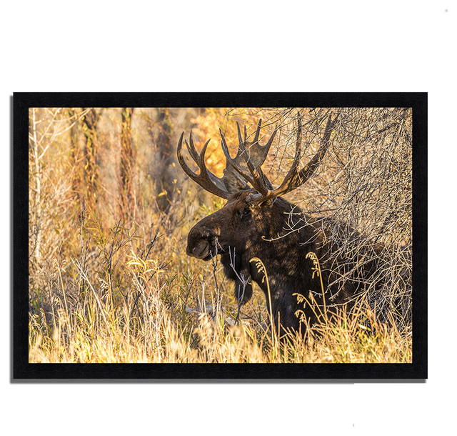 "Black Antler Moose", Framed Photograph Print, Ready To Hang - Rustic ...