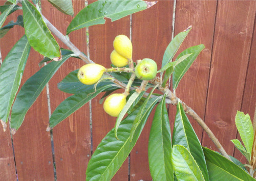 'Big Jim' loquat