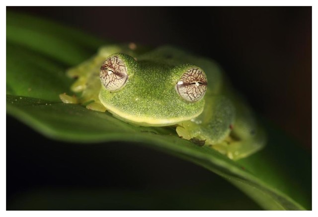 Glass Frog, Sierra Nevada De Santa Marta, Colombia-Paper Art, 40"x60 ...