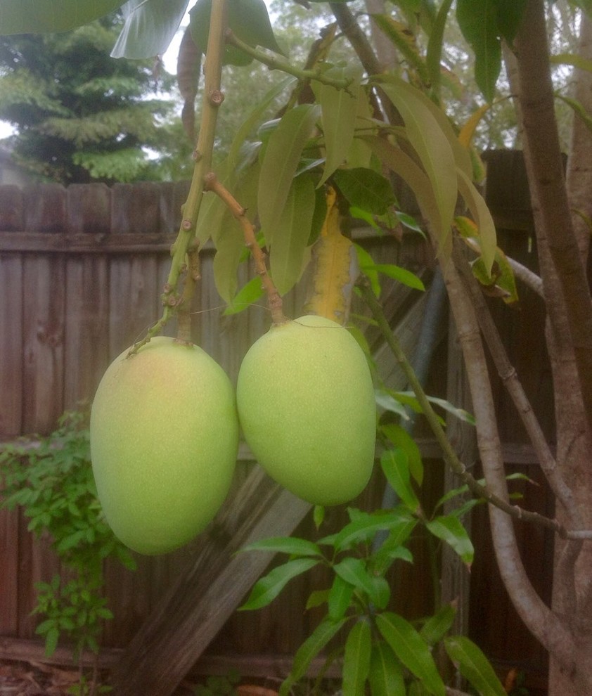 When to pick mangos?