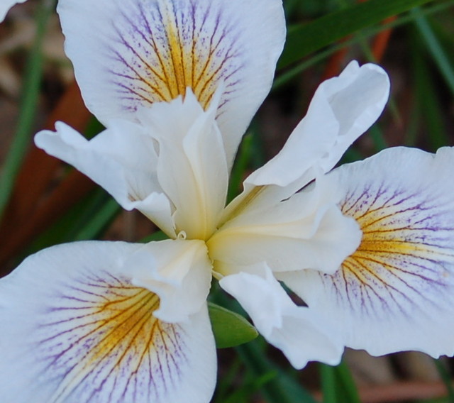 Great Design Plant: Pacific Coast Iris
