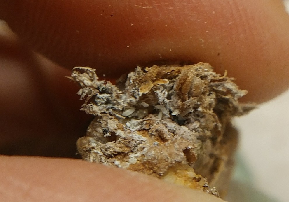 Kill me now - Root Mealies in GRITTY MIX | Houzz Forum