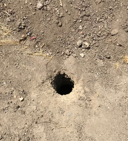 Rodent digging - Can you tell me what kind?