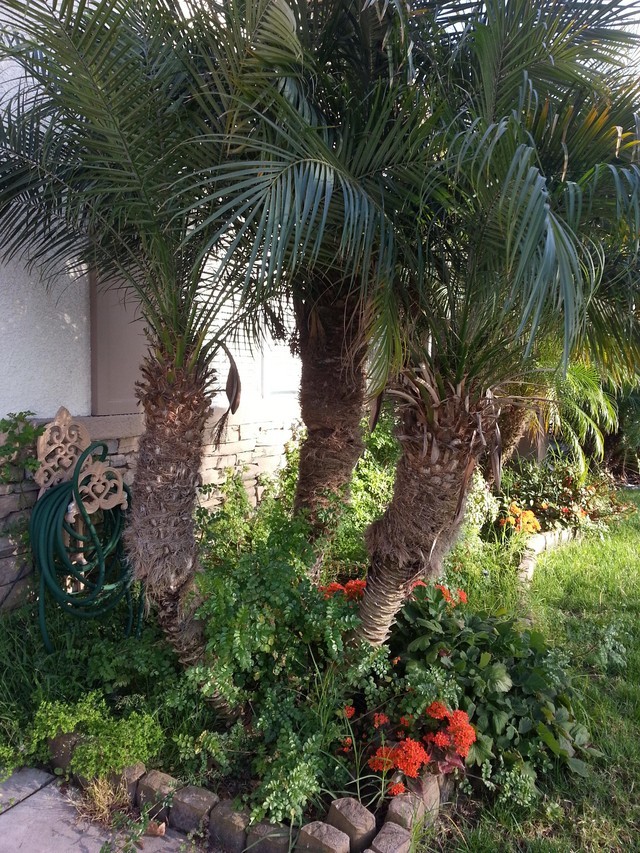 2 Palms and 1 Palm looking tree...?