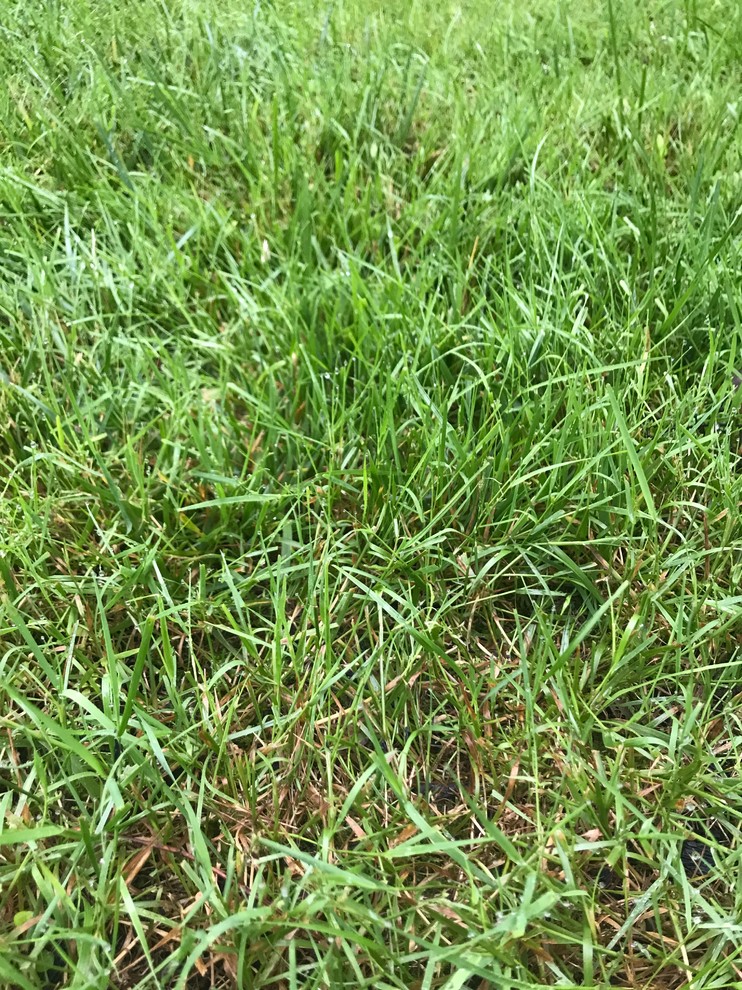 Grass Identification help!