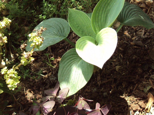 Hostas in Zone 9 (South of I-10) | Houzz Forum