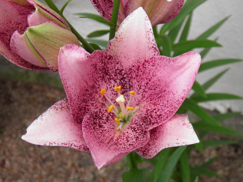 LA Lily 'Sweet Sugar'
