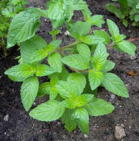 Plant Identification(Mint?)