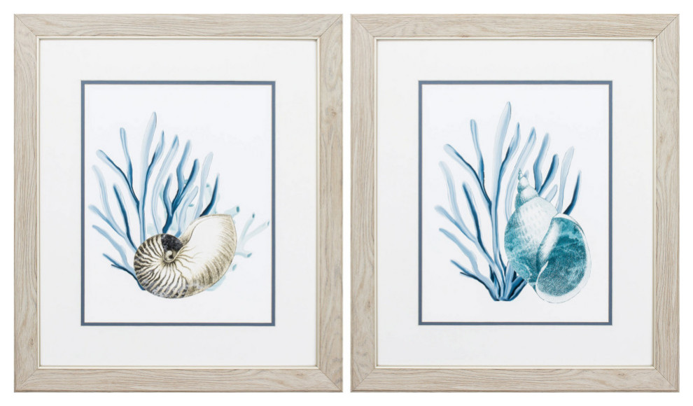 Shells & Seaweeds Wall Art, 2-Piece Set - Beach Style - Prints And ...