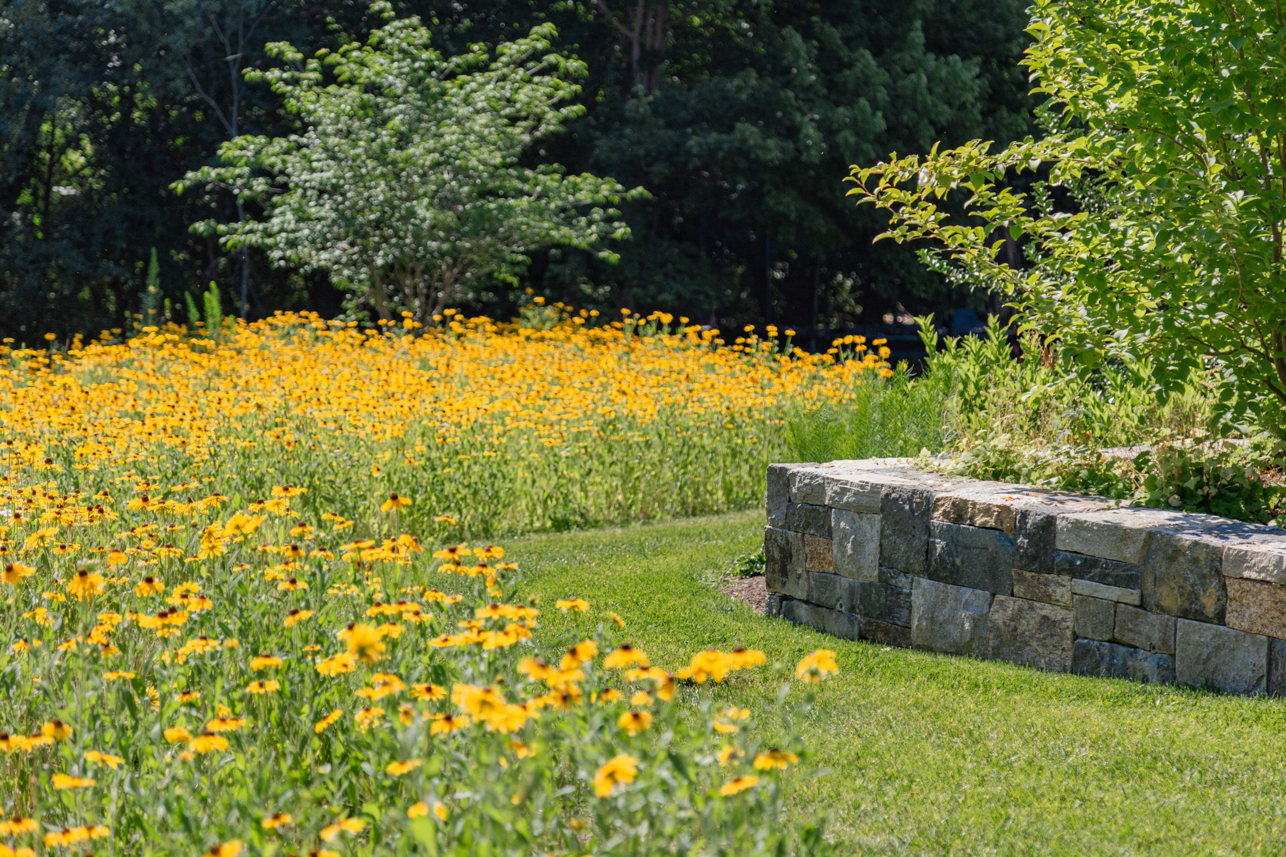 Wildflower lawn store
