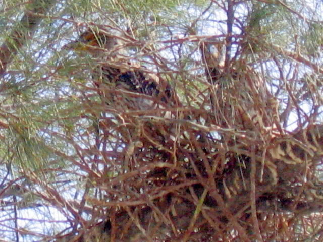 Here are our 2007 babies!