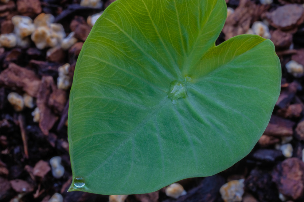 Colocasia ID and care indoors