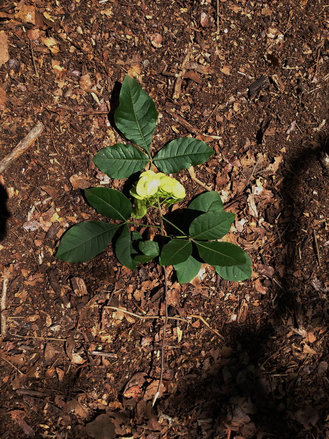 Please help identify this shrub/tree