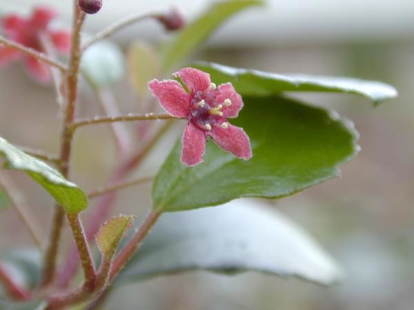 This Fragrant, Flowering Ground Cover Thrives Under Shady Oaks