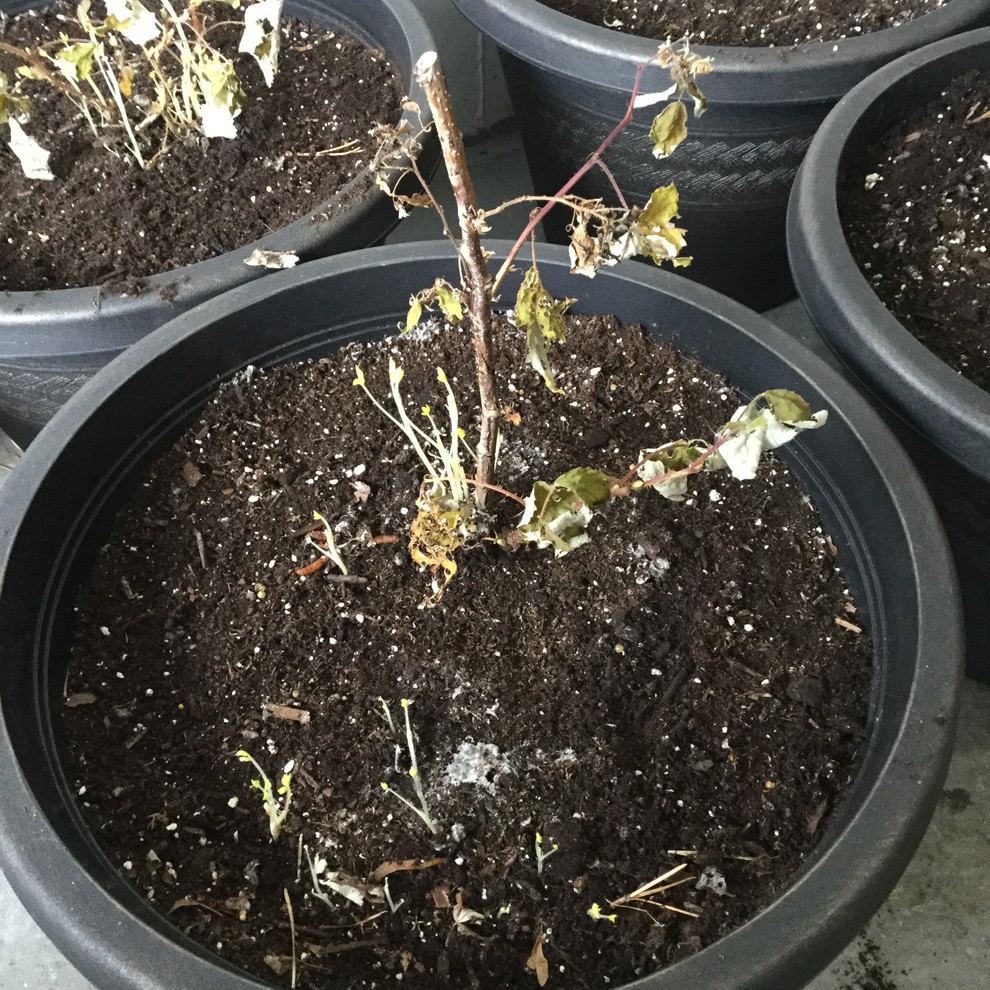 Caroline raspberry plants in pots, what to prune?