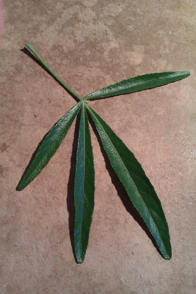 Weird leaf spotted in Bristol, UK