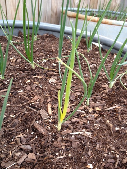 Inner Onion Yellowing