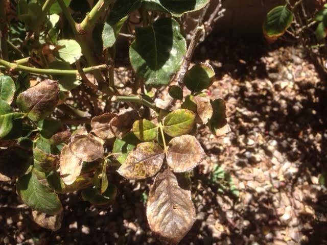 urgent help!! rose plant leaves turning brown