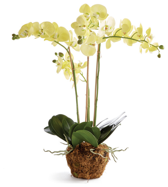 Phalaenopsis Orchid Drop-In 30", Yellow - Transitional - Artificial ...