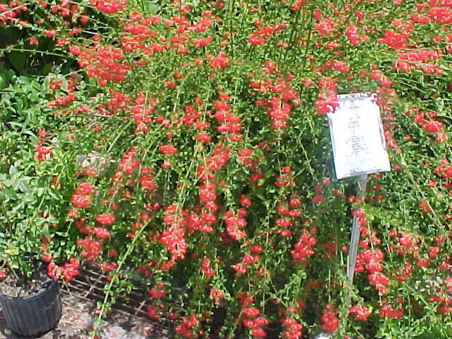 Firecracker Fern