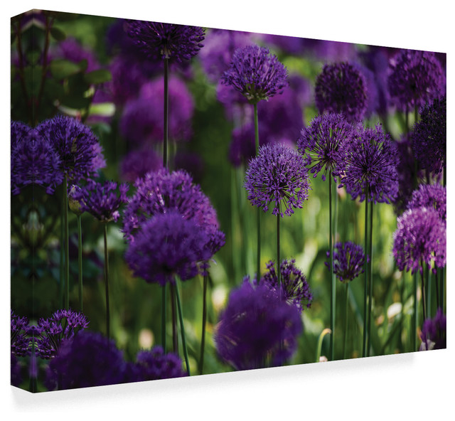 Kurt Shaffer 'Nature'S Purple Pom Poms' Canvas Art, 16"x24 ...