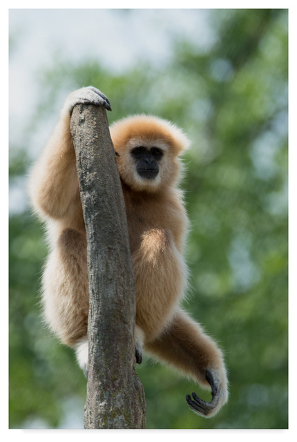 "Small Gibbon" by Robert Michaud, Canvas Art, 30"x47" - Contemporary ...