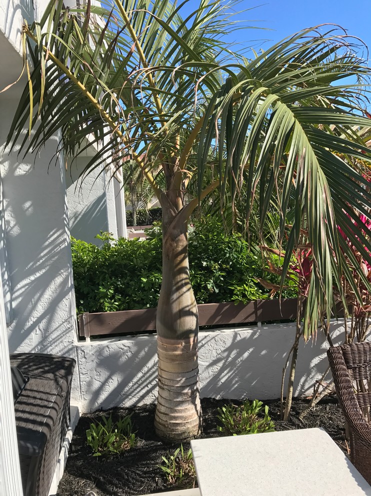 Identify the Palm?