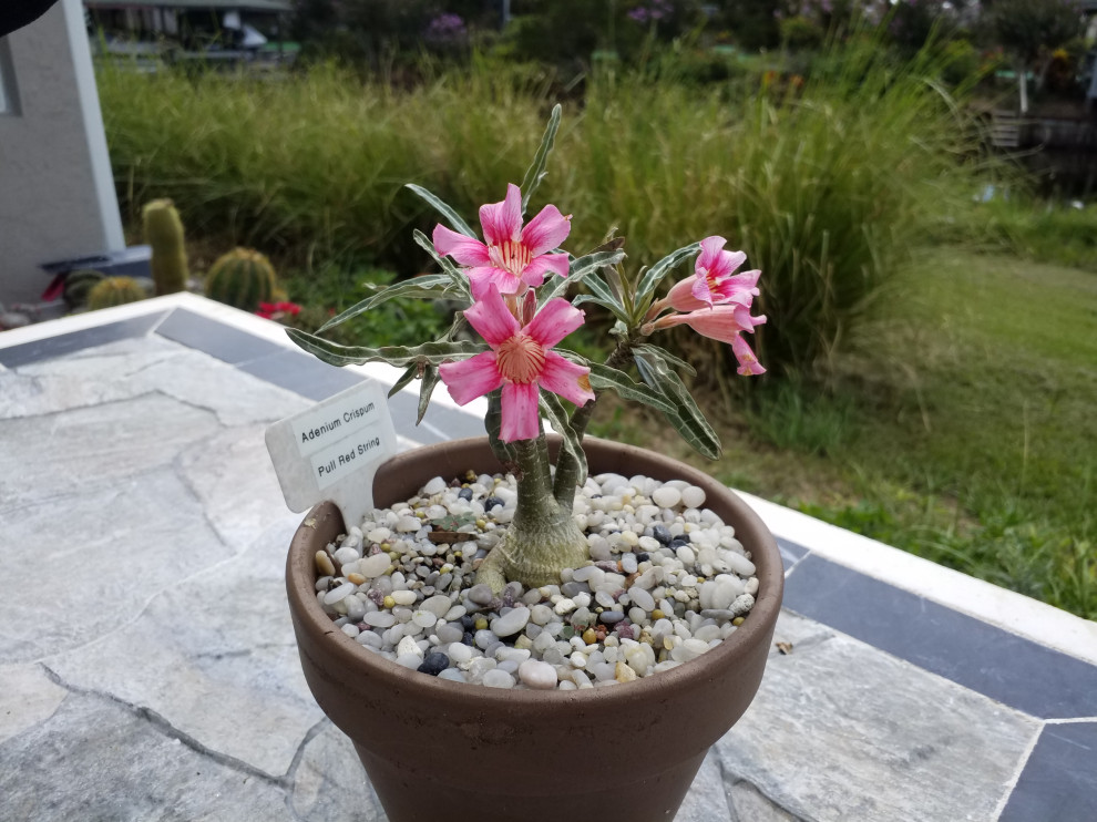 Adenium Crispum pull red string