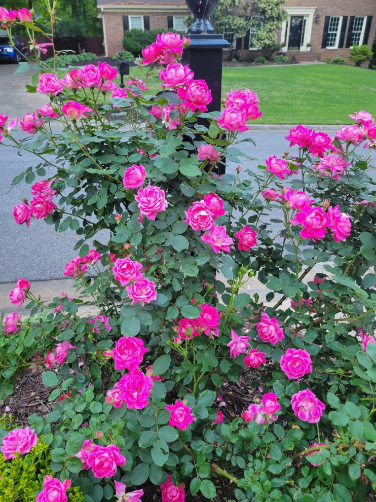 Ode to the Humble Double Pink KO