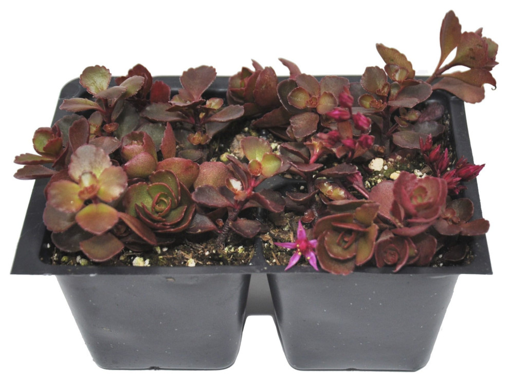 Sedum Spurium, Voodoo Stonecrop, 4x 2.63x1.72x2.75" - Plants - by ...