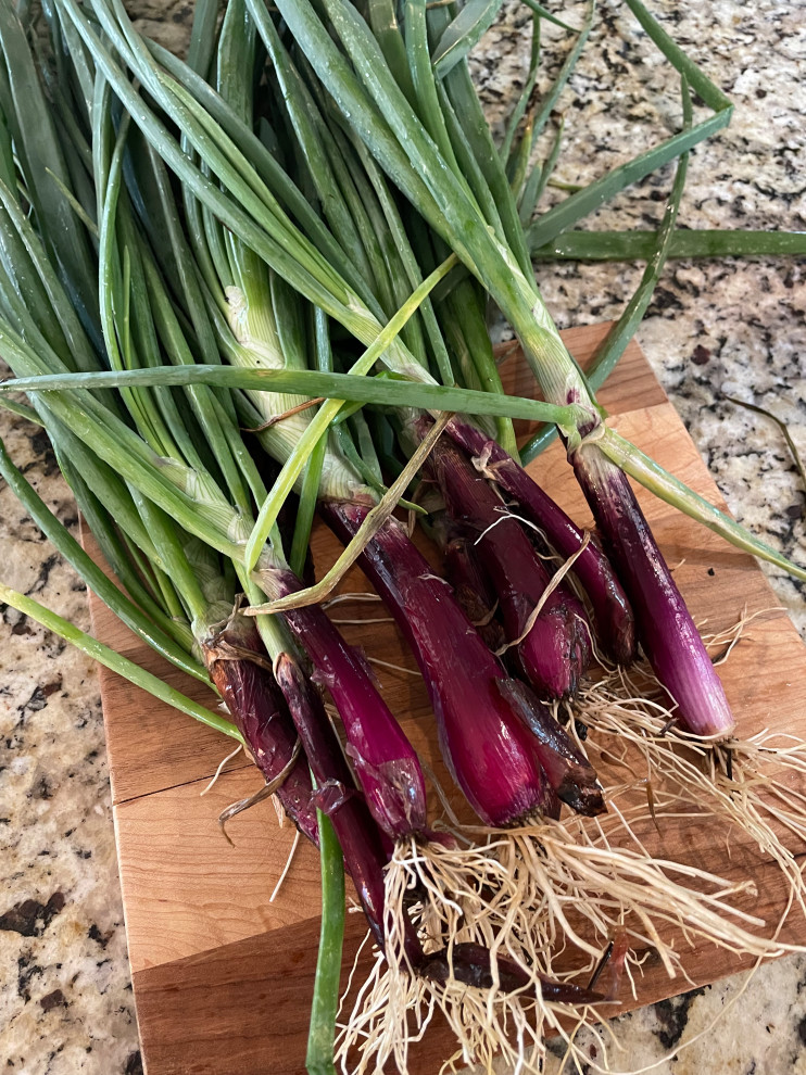 Can anyone help identify this variety of onion?