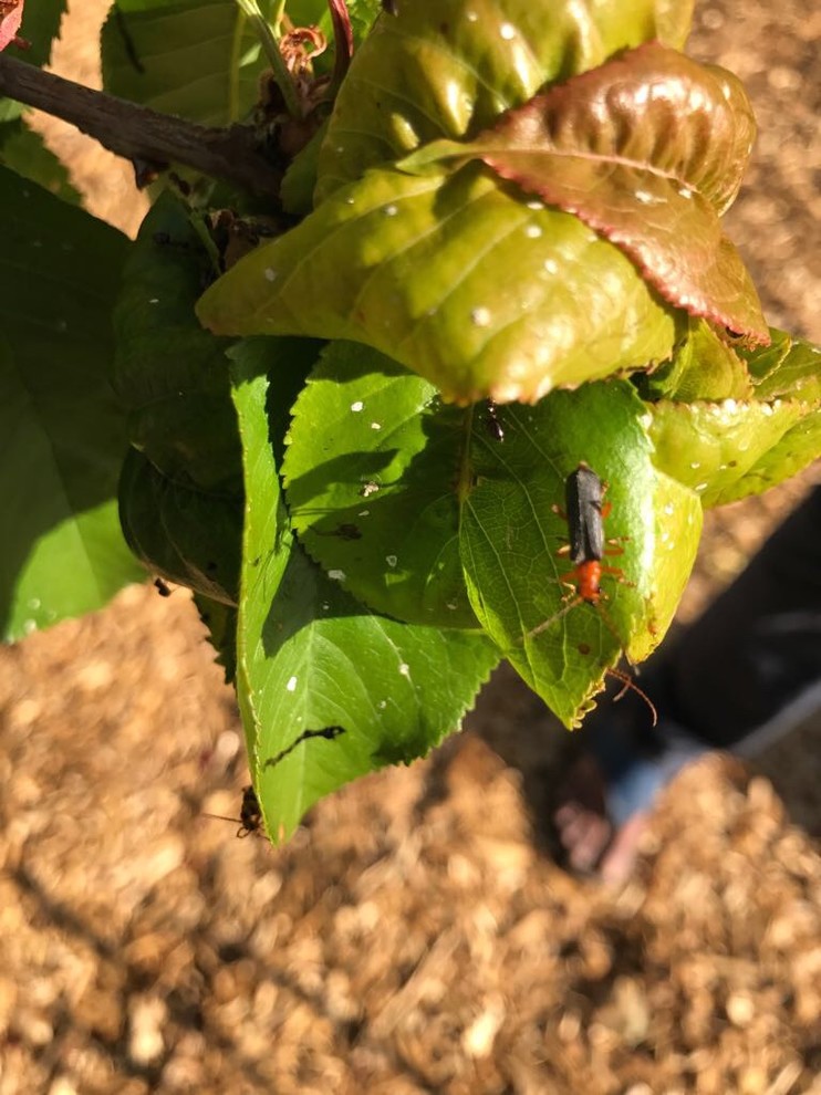 Help, bugs and deformed leaves in cherry tree