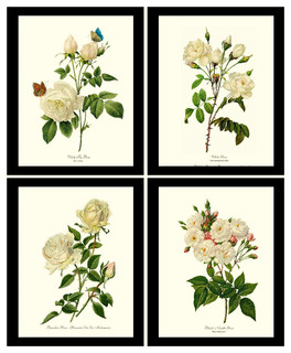 White Tea Roses Botanical Print Set-4 Framed Antique Vintage ...