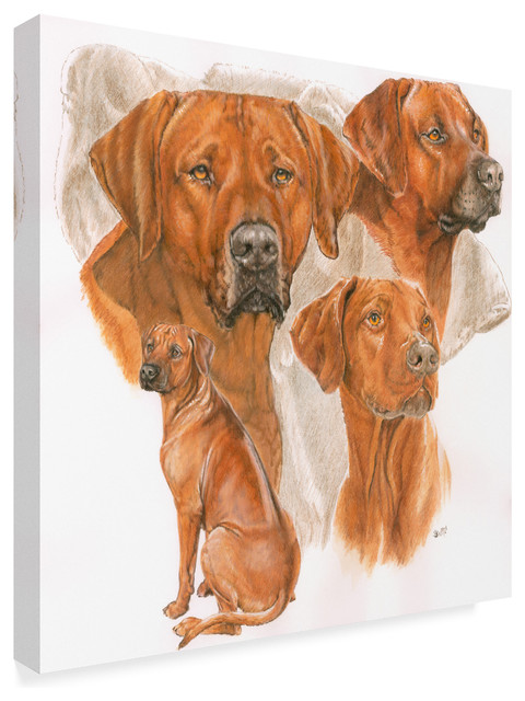 "Rhodesian Ridgeback" by Barbara Keith, Canvas Art, 35"x35 ...