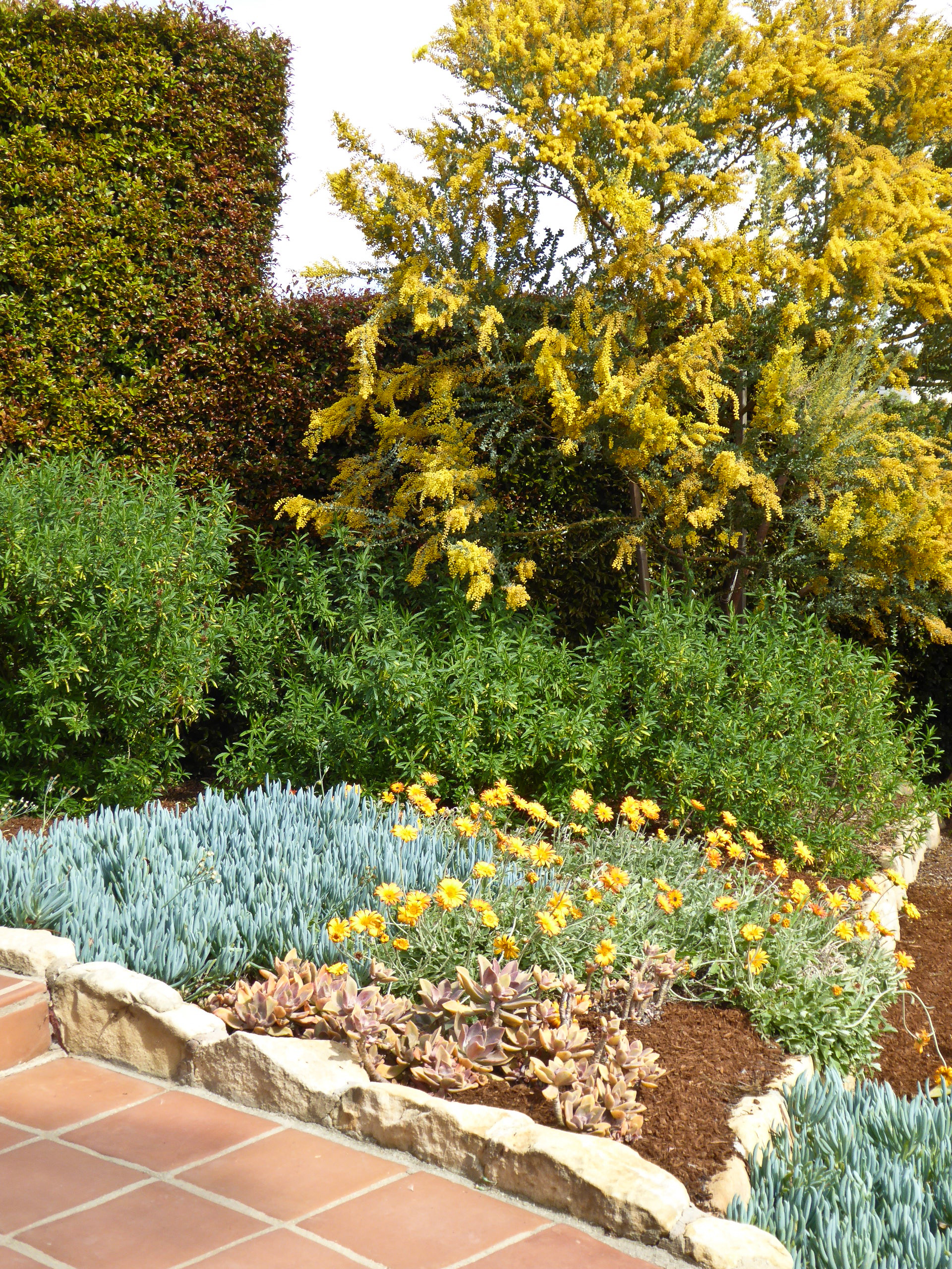 Arbustos Para Decorar El Patio Delantero Front Garden Landscape Ideas