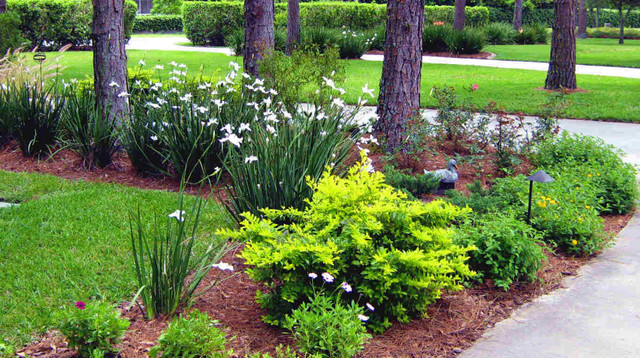 Northern-inspired Landscape Design for Tampa, FL - Traditional ...