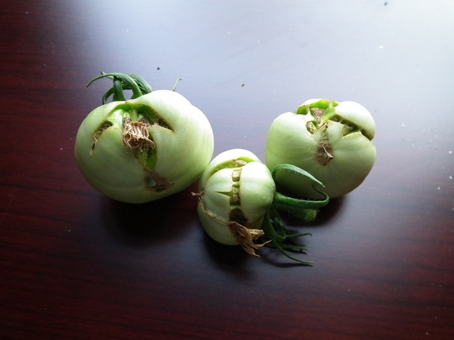 Help identifying tomato injury