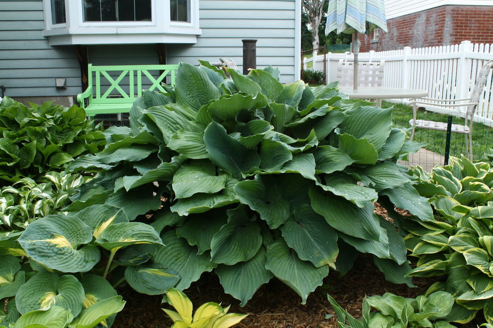 Hosta 'Komodo Dragon'